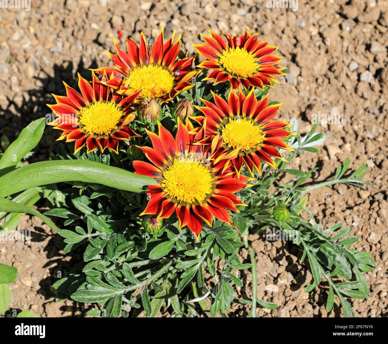Gazania rigens, or treasure flower, is a species of flowering plant ...