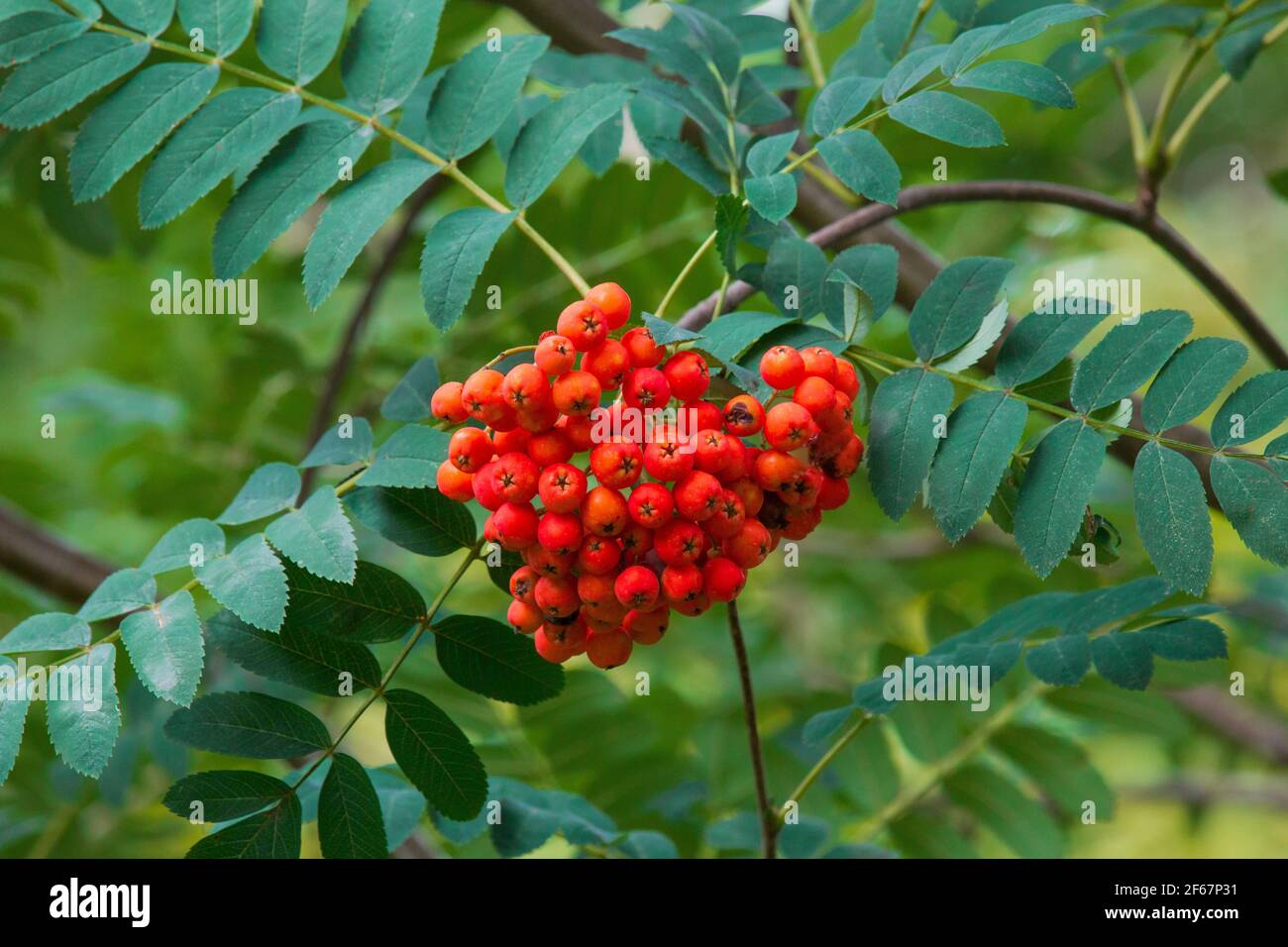 European Mountain-Ash berries mature in late summer and early autumn ...