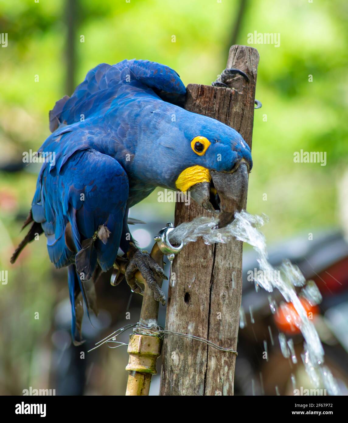 blue hyacinth macaw drinking tap water Stock Photo - Alamy