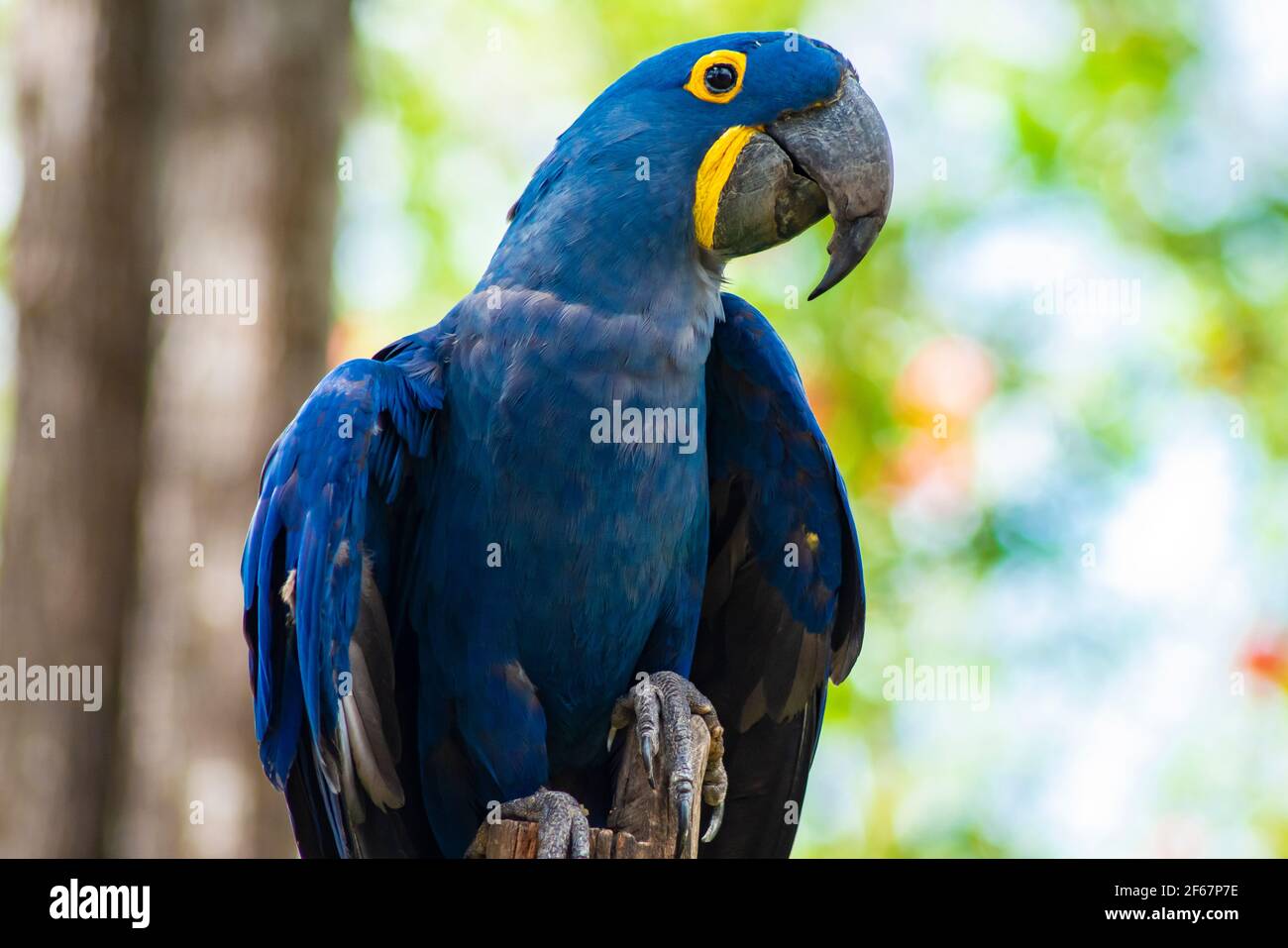 Hyacinth macaw pet hi-res stock photography and images - Alamy
