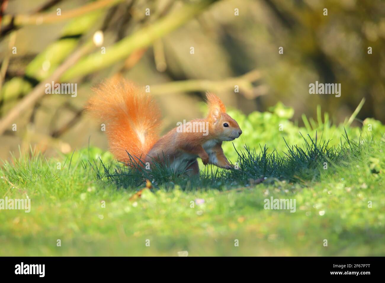 Red squirrel standing in grass hi-res stock photography and images - Alamy