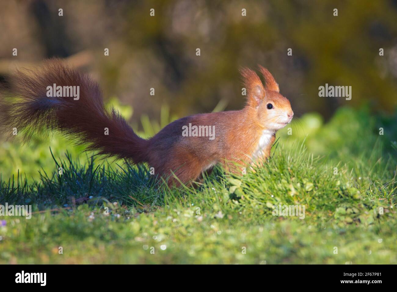 Red squirrel in a garden in Baden-Württemberg, Germany Stock Photo - Alamy