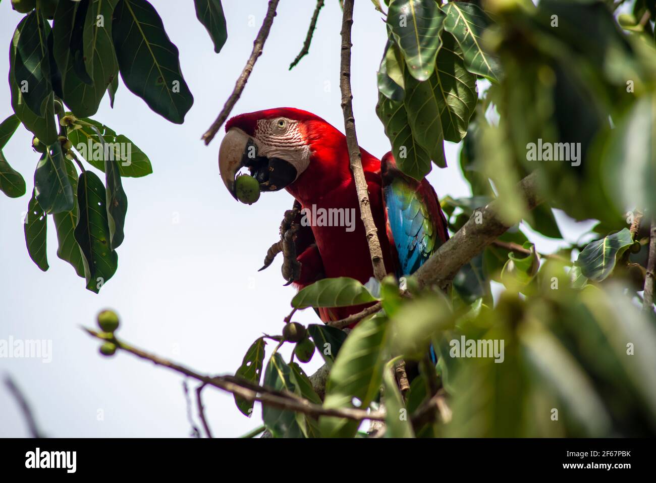 A scarlet macaw in the jungle eating fruit Stock Photo - Alamy