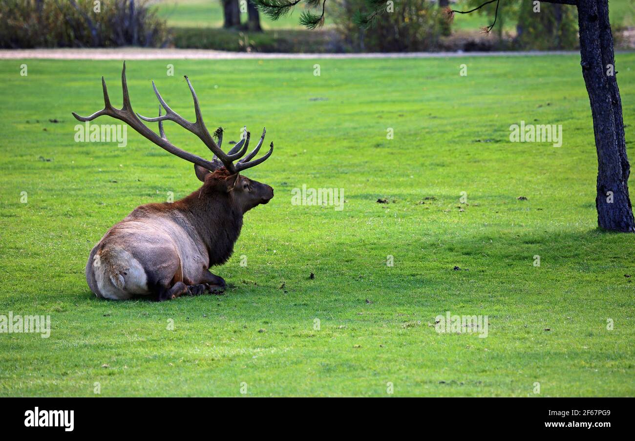 Colorado elk hi-res stock photography and images - Alamy