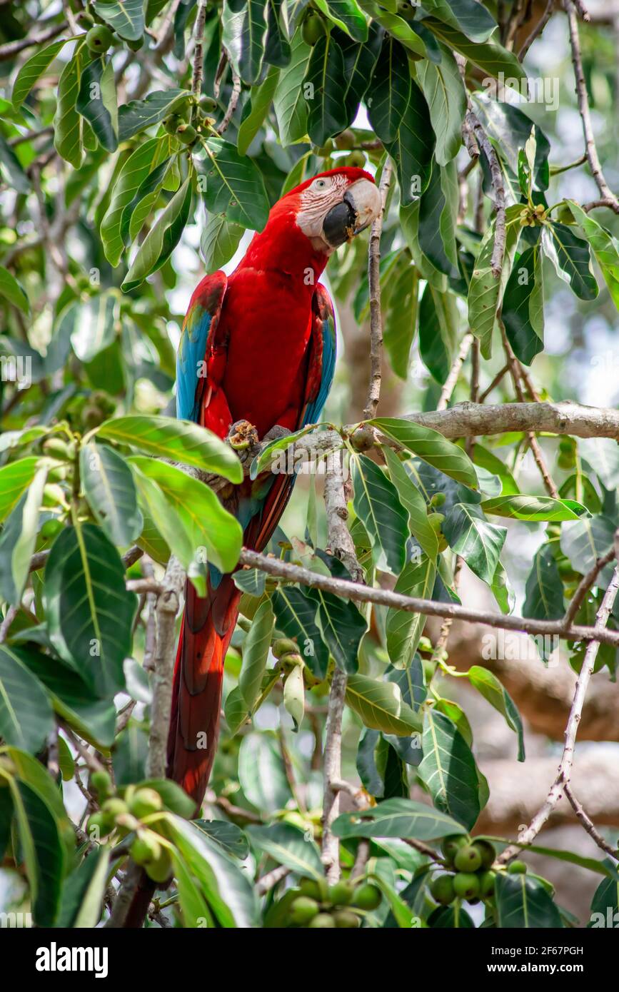 A scarlet macaw in the jungle Stock Photo - Alamy