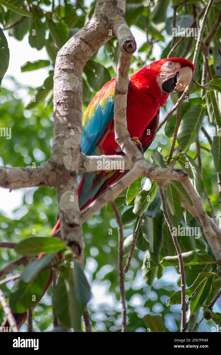 A scarlet macaw in the jungle Stock Photo - Alamy
