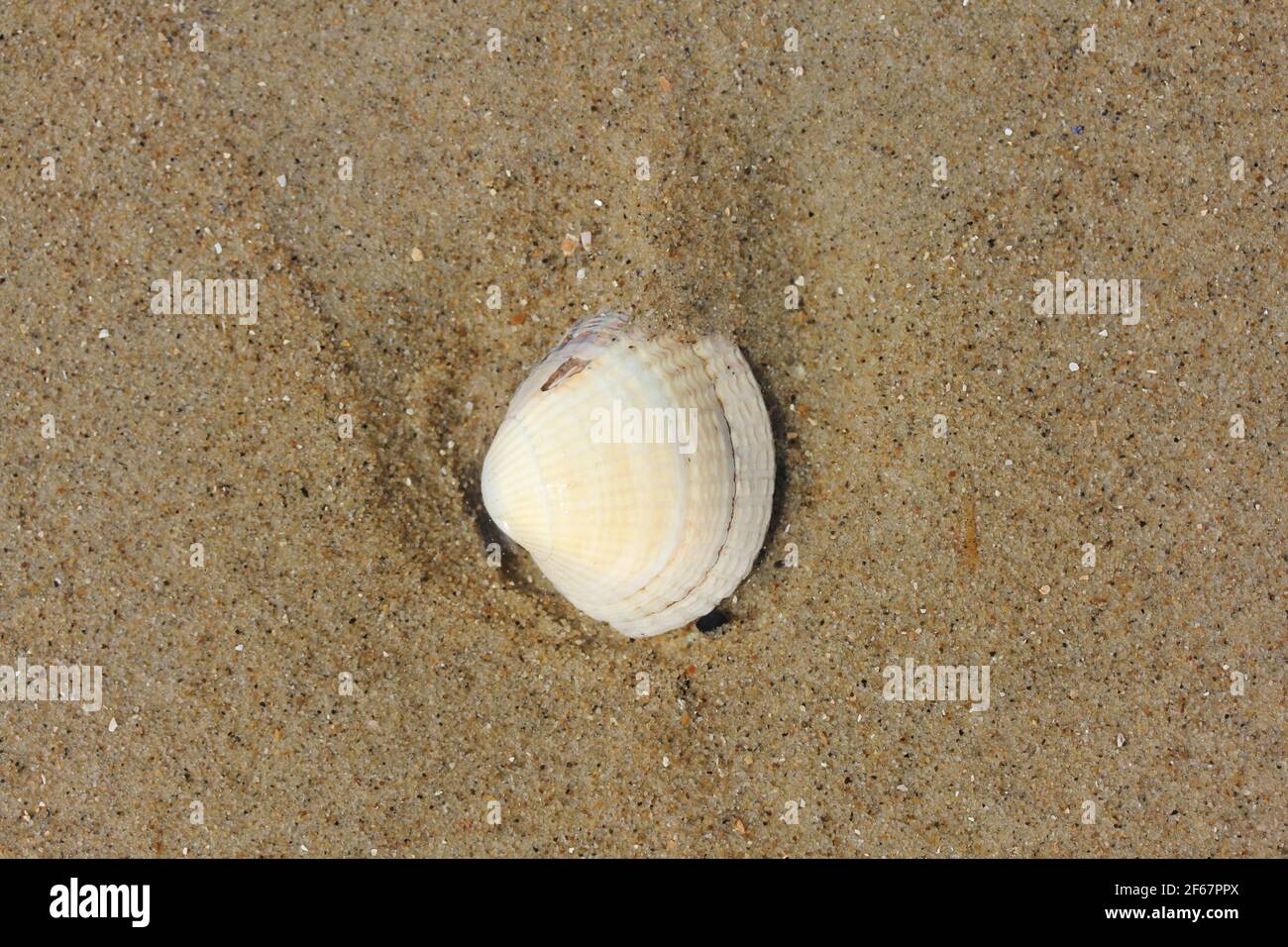 From seawater lapped conch shell lying in the sand Stock Photo - Alamy