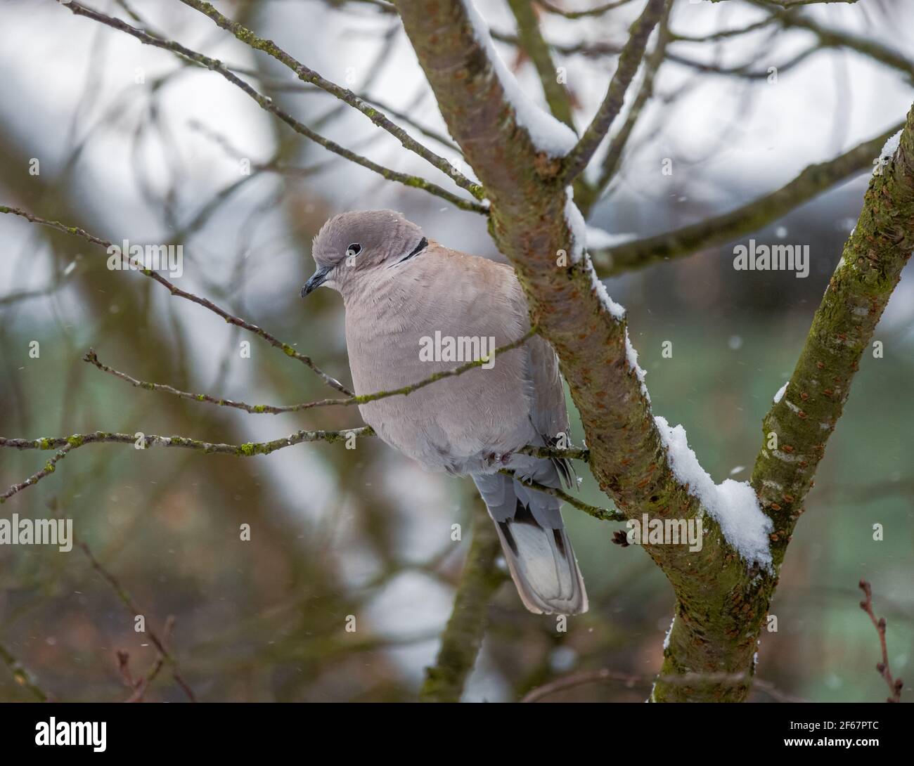 Closeup of a dove sitting on a tree Stock Photo - Alamy