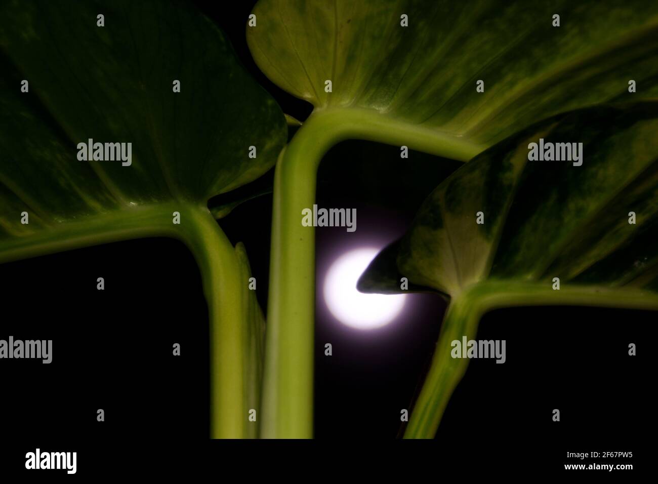The March full moon also known as "Worm moon" is seen through the ...