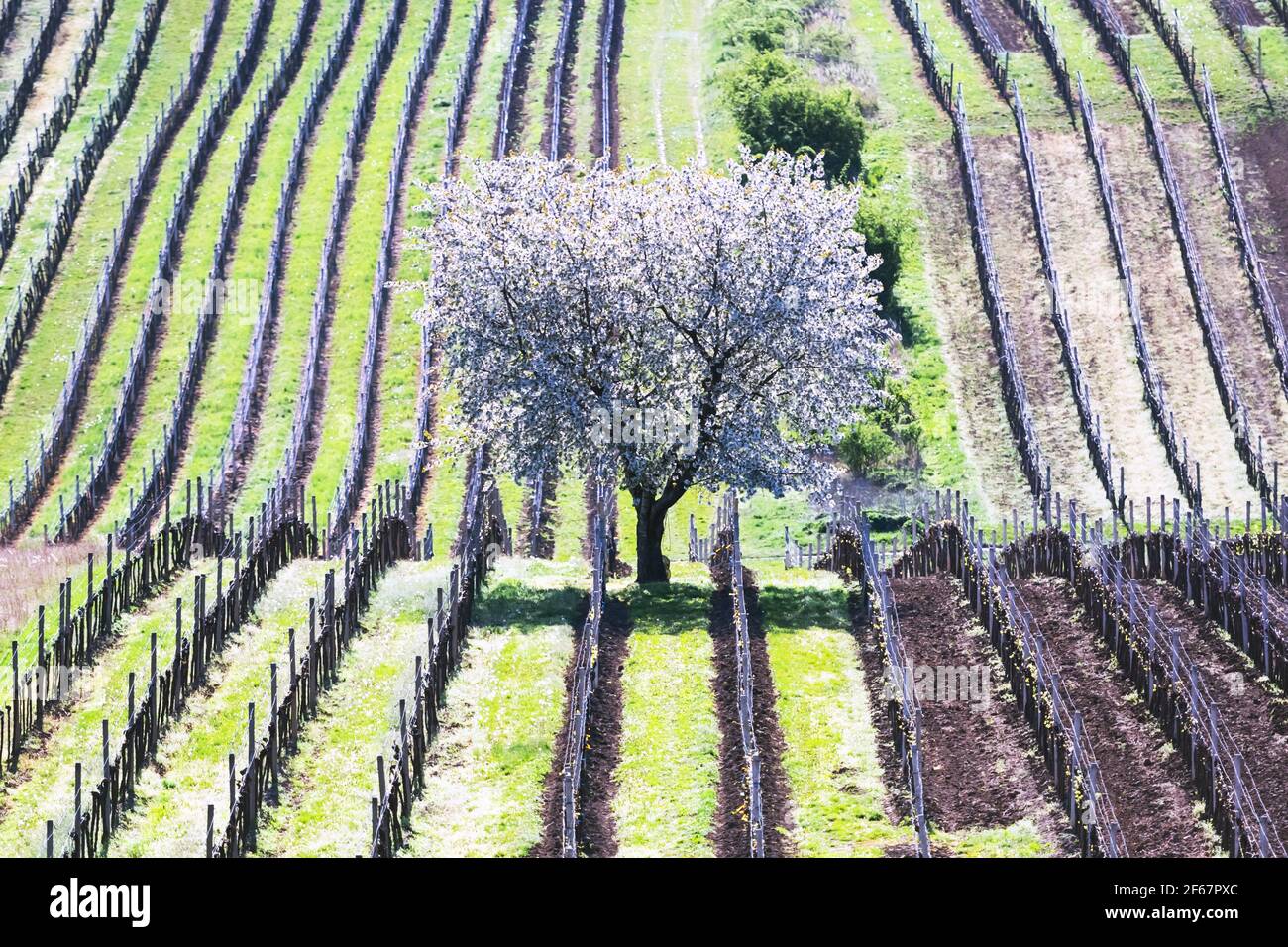 Spring tree landscape hi-res stock photography and images - Alamy