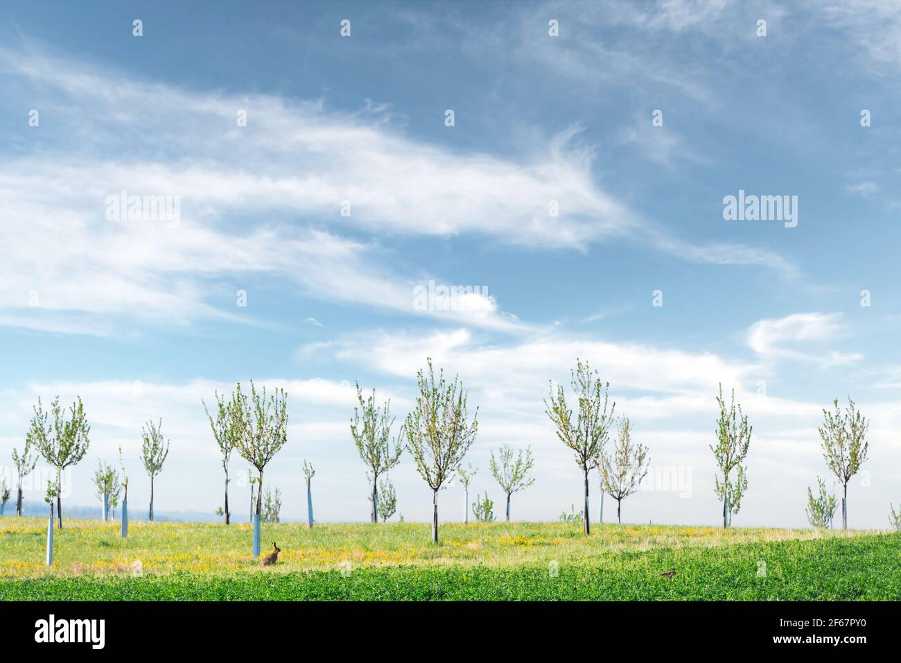 Rural minimal spring landscape with green hill and young trees Stock ...