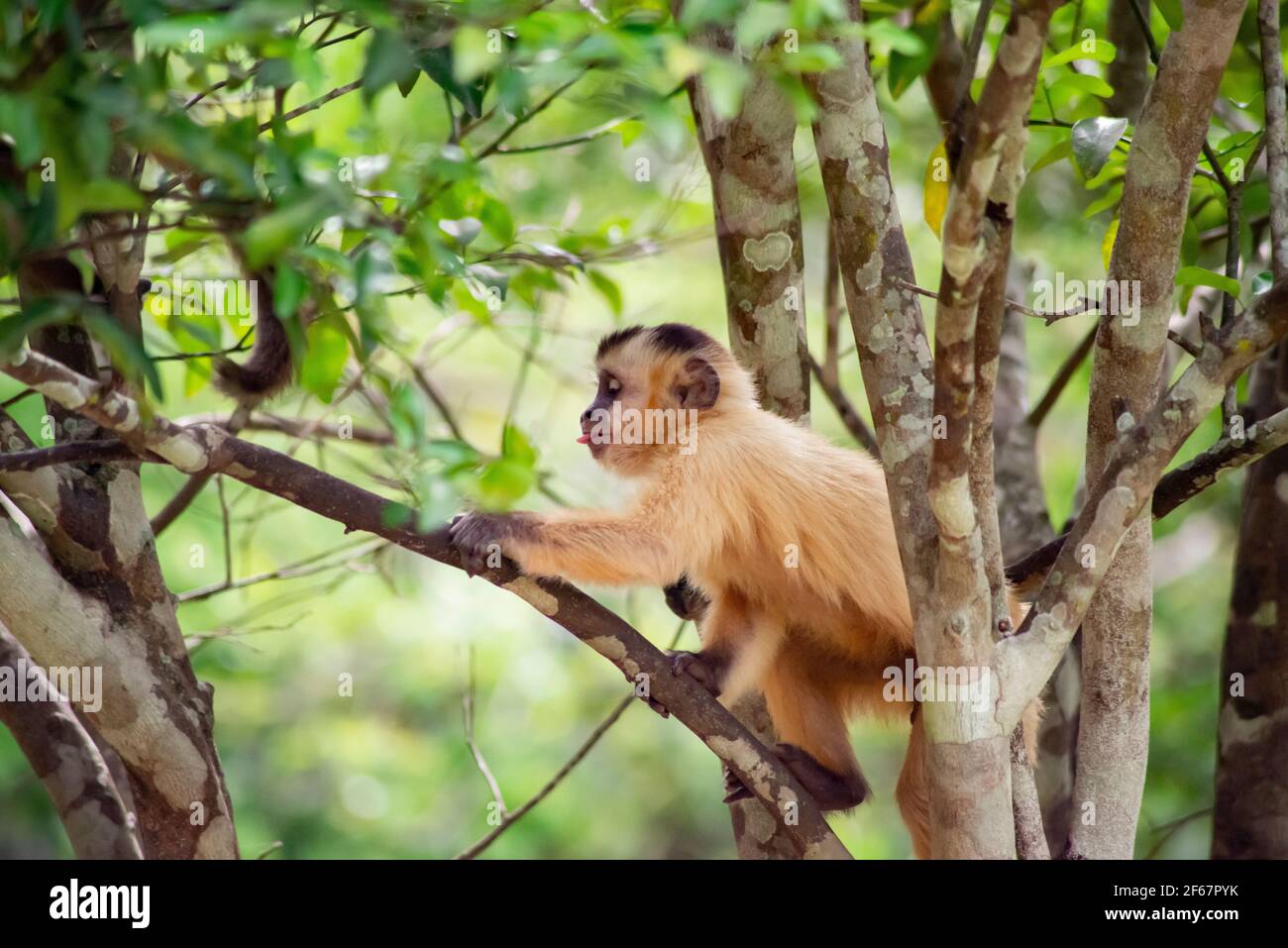 Capuchin monkey in the jungle Stock Photo - Alamy