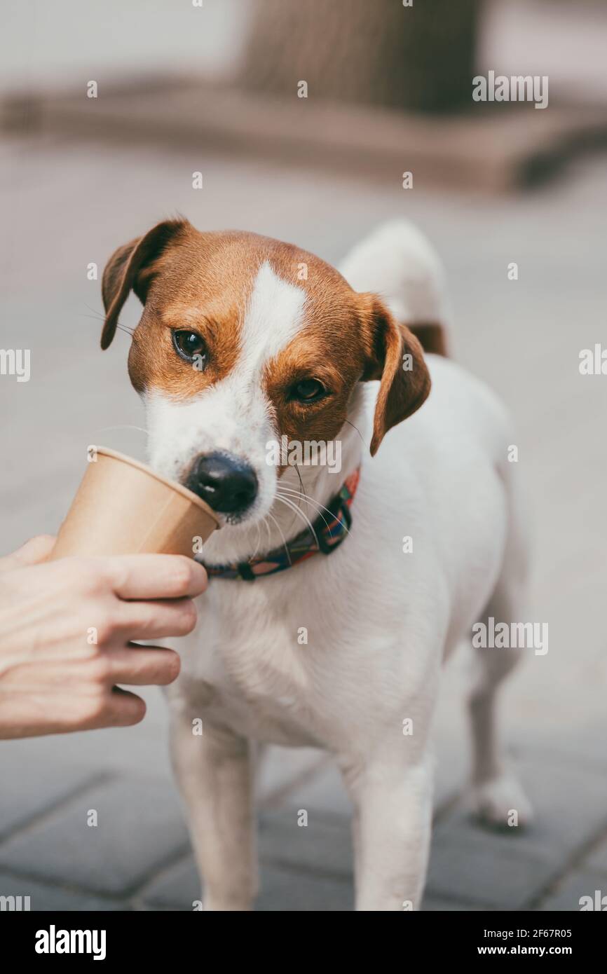 Cute puppy Jack Russell Terrier drinking from the paper cup on the ...