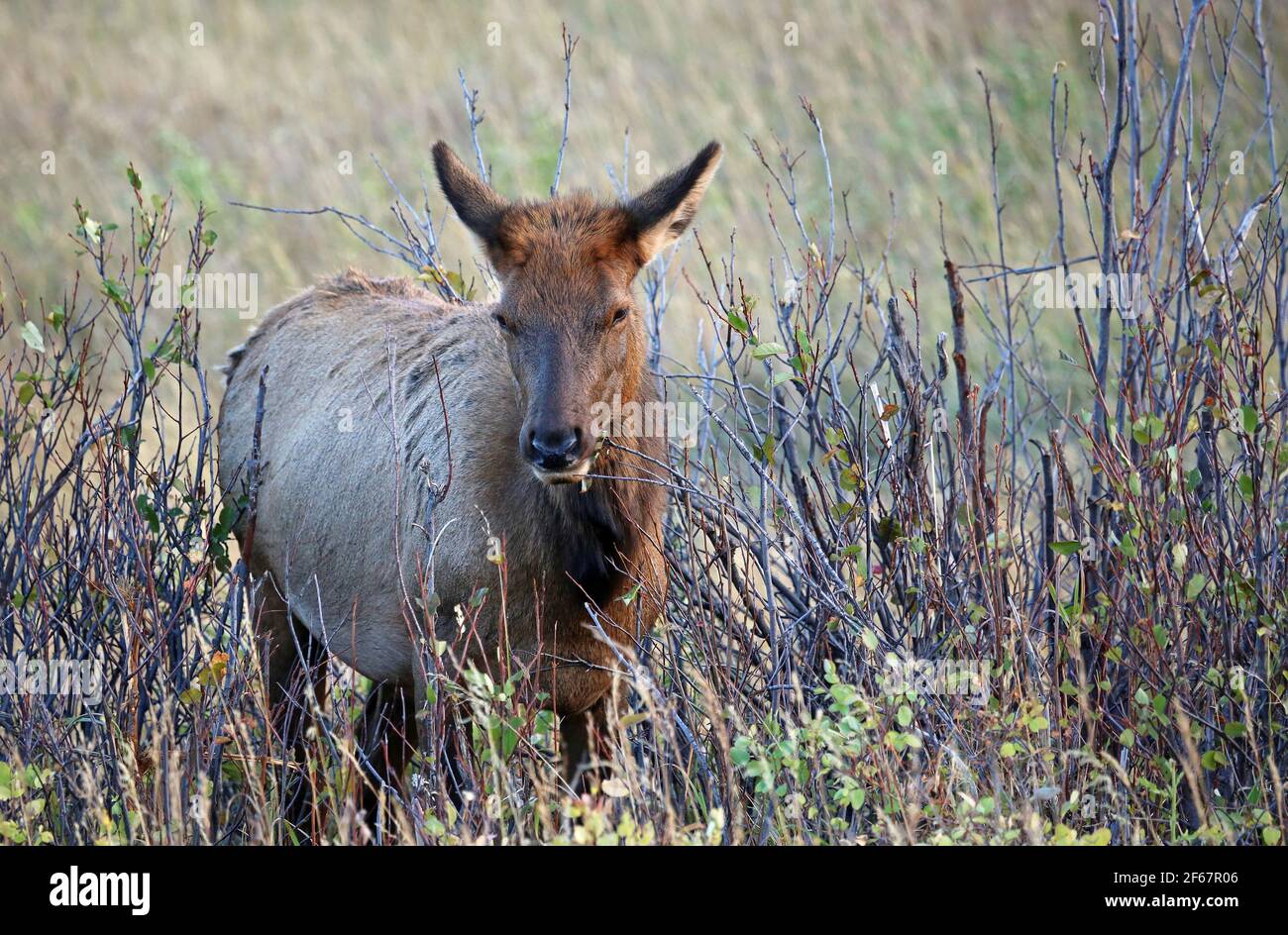 Female Elk and the bush - Colorado Stock Photo - Alamy