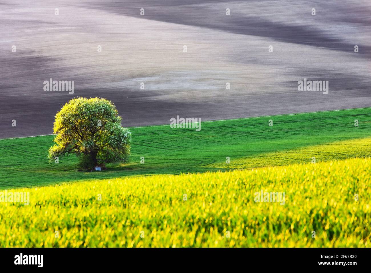 Rural landscape with field and tree Stock Photo - Alamy