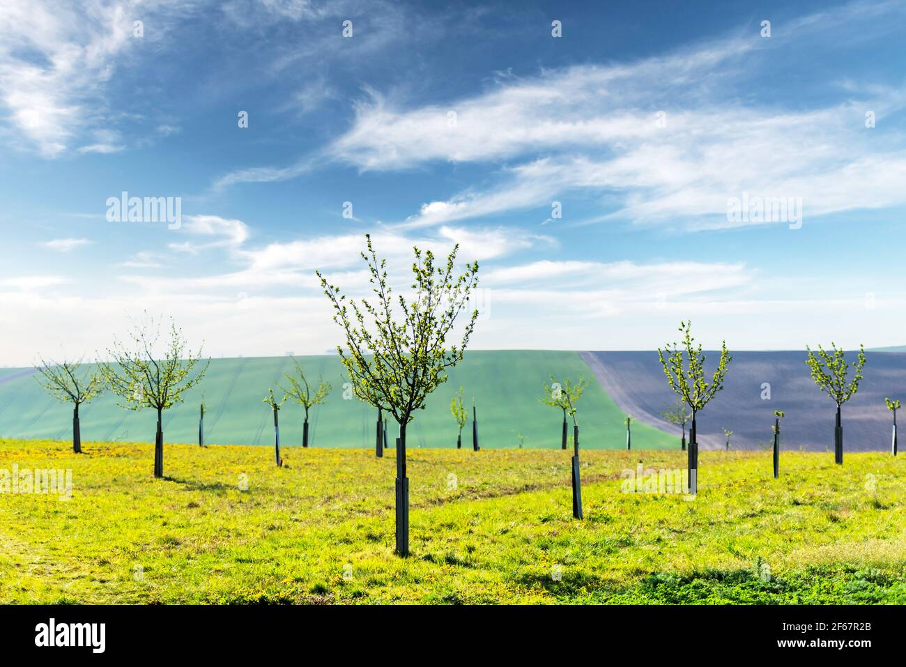 Rural minimal spring landscape with green hill and young trees Stock ...