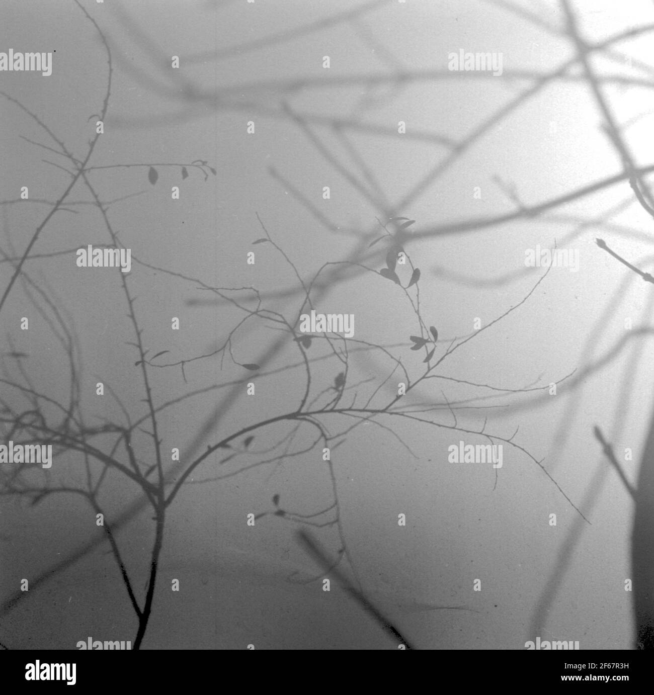 Autumn foliage fall leaves Black and White Stock Photos & Images - Alamy