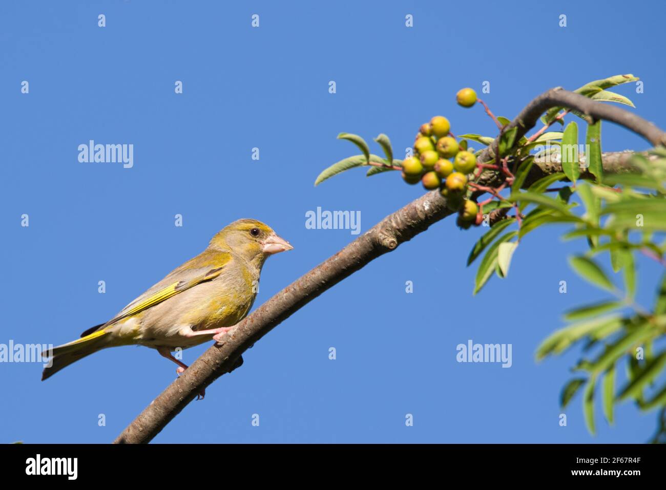 European greenfinch on a rowan tree Stock Photo - Alamy