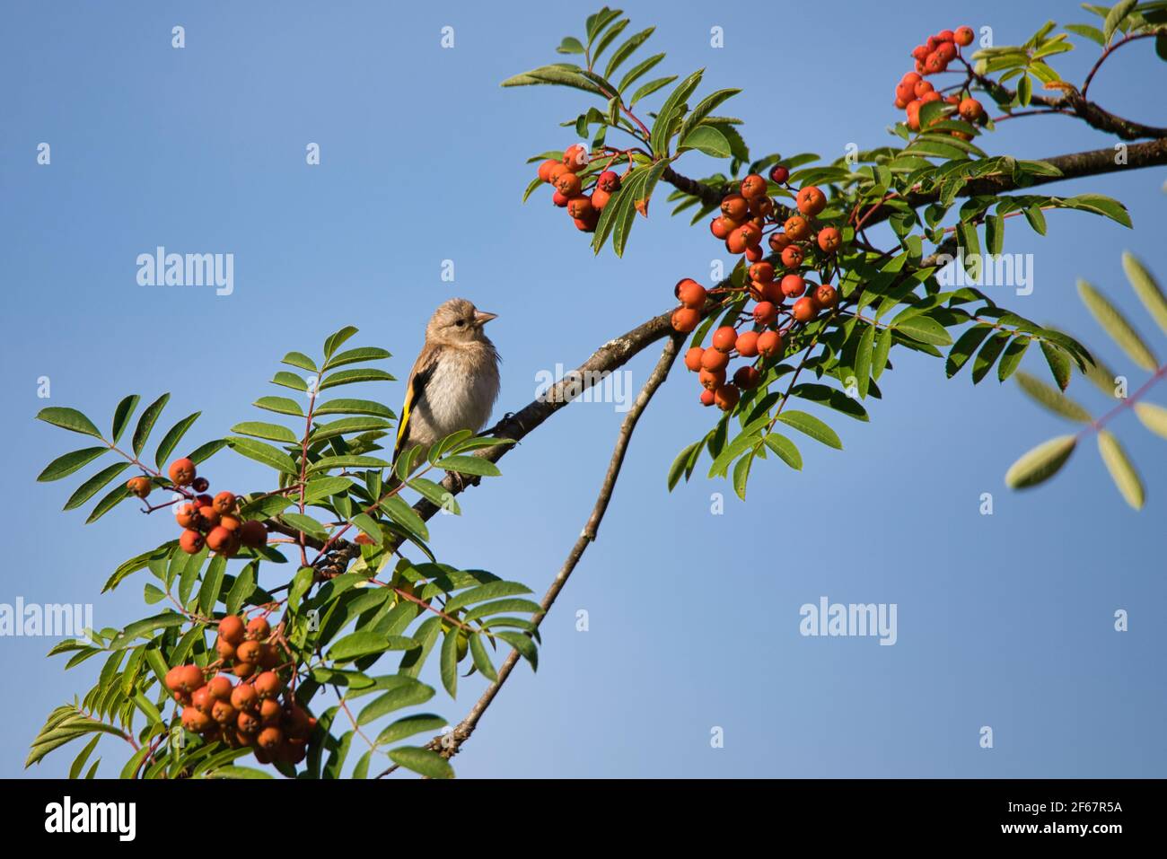 Rowan Tree Wildlife High Resolution Stock Photography and Images - Alamy