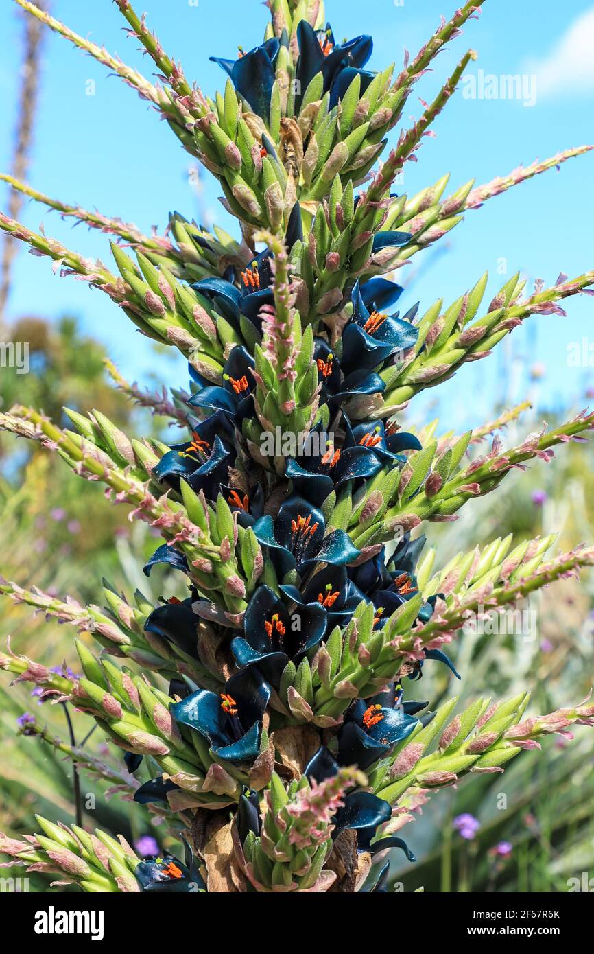 Sapphire by the gardens hi-res stock photography and images - Alamy