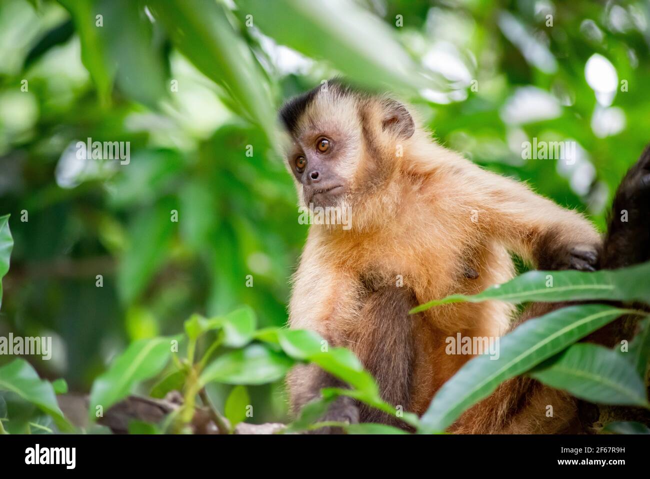 Capuchin monkey in the jungle Stock Photo - Alamy