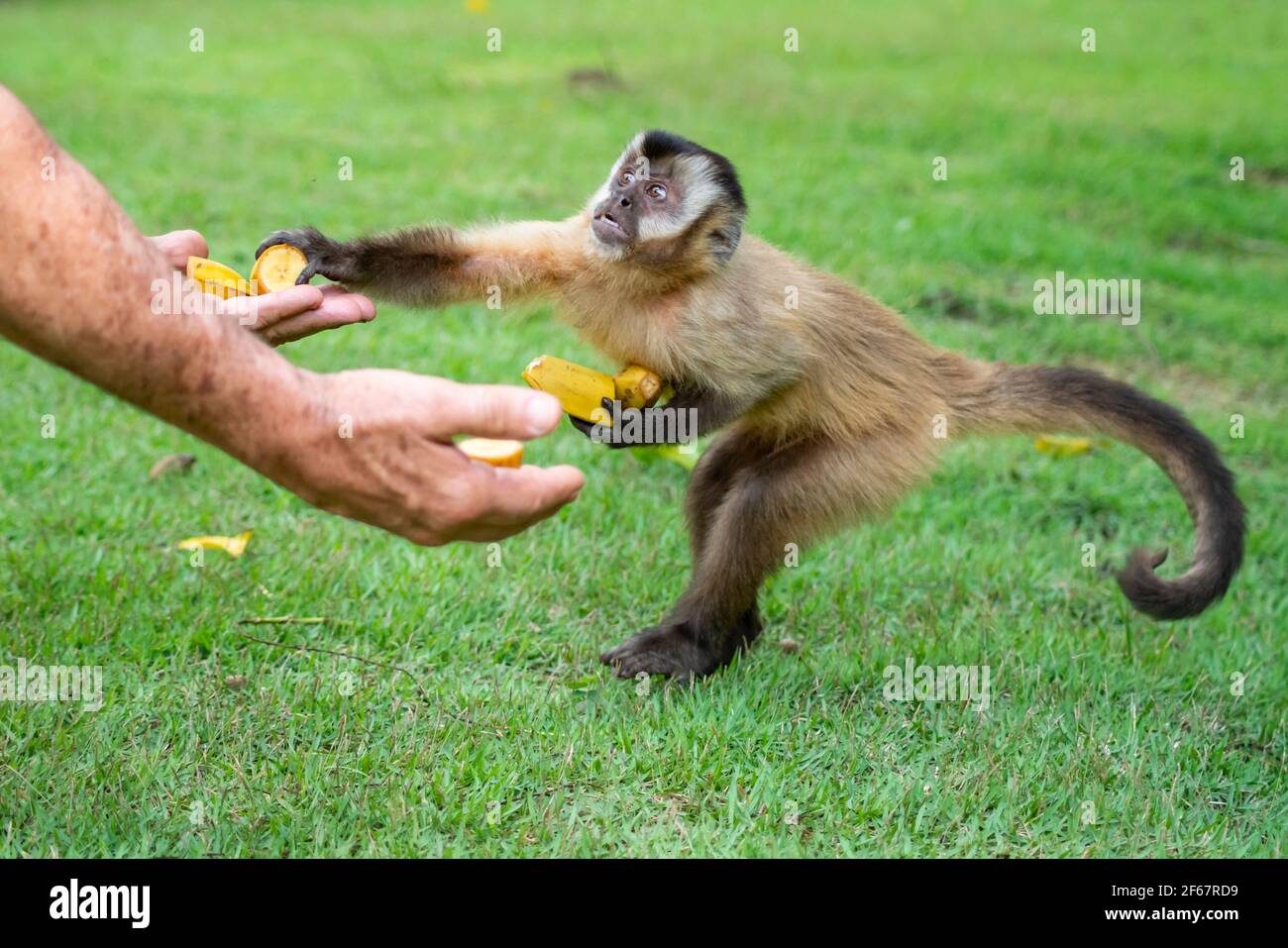 Capuchin monkey grabbing food Stock Photo - Alamy