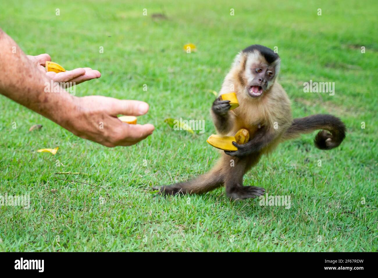 Capuchin monkey grabbing food Stock Photo - Alamy