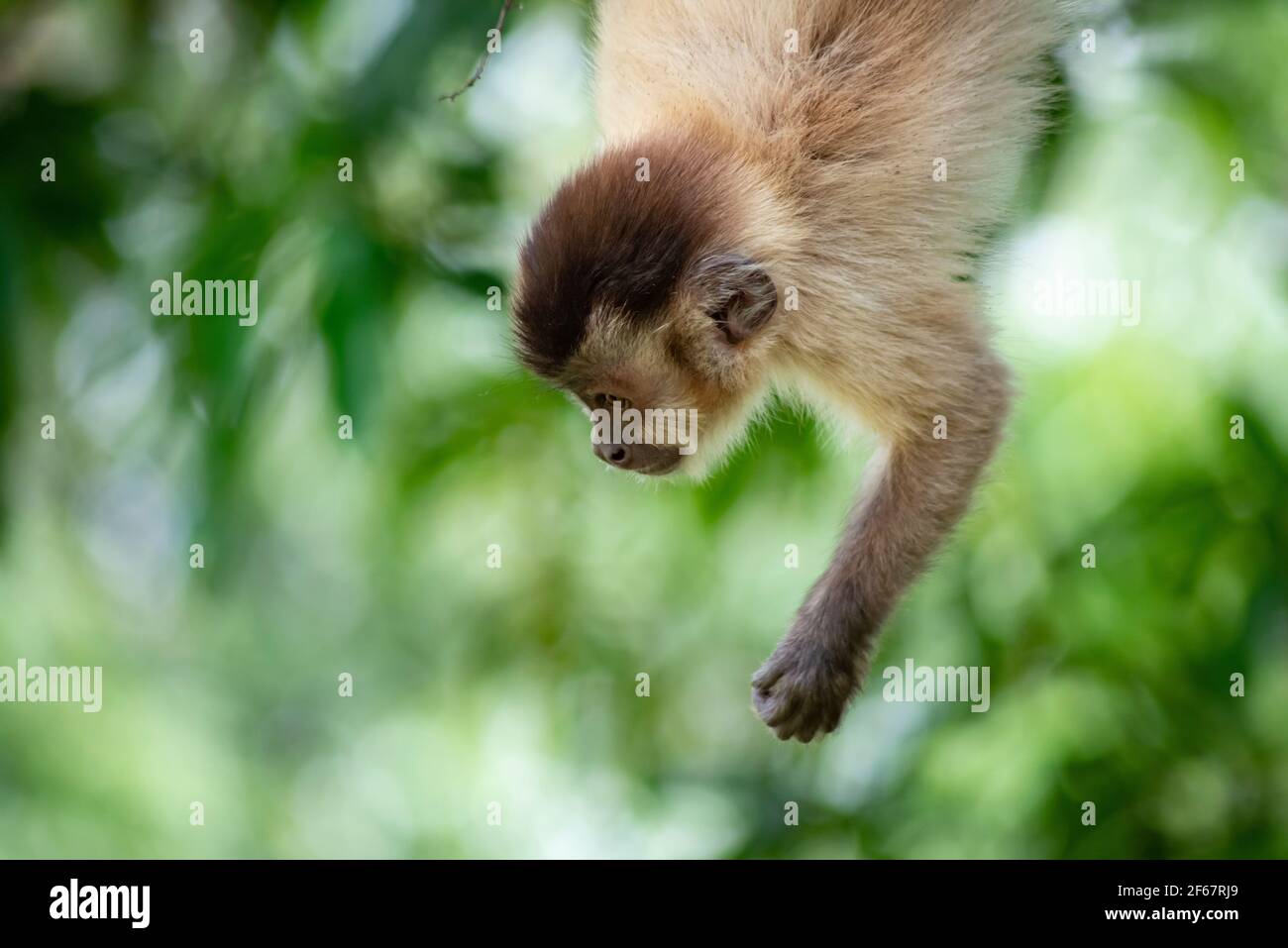 Rainforest capuchin cute hi-res stock photography and images - Alamy