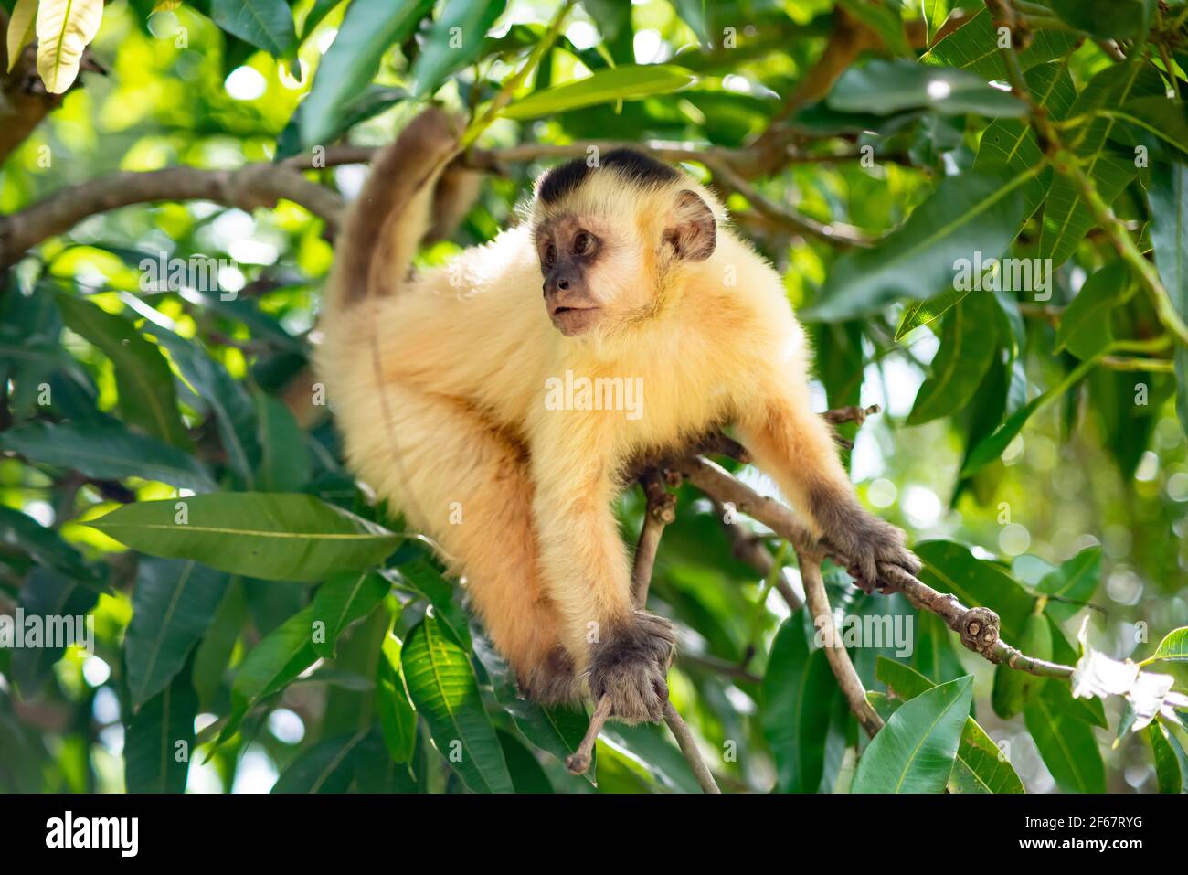 Capuchin monkey in the jungle Stock Photo - Alamy