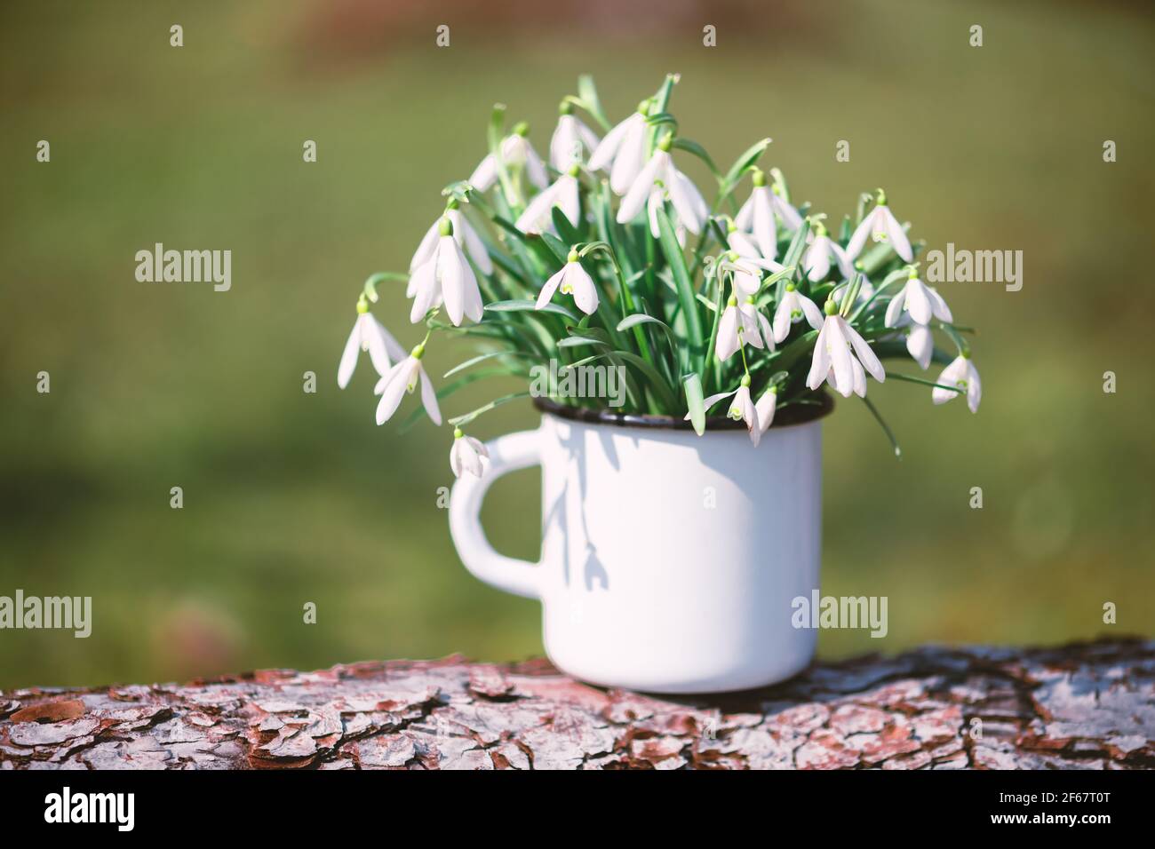 Snowdrop bouquet hi-res stock photography and images - Alamy
