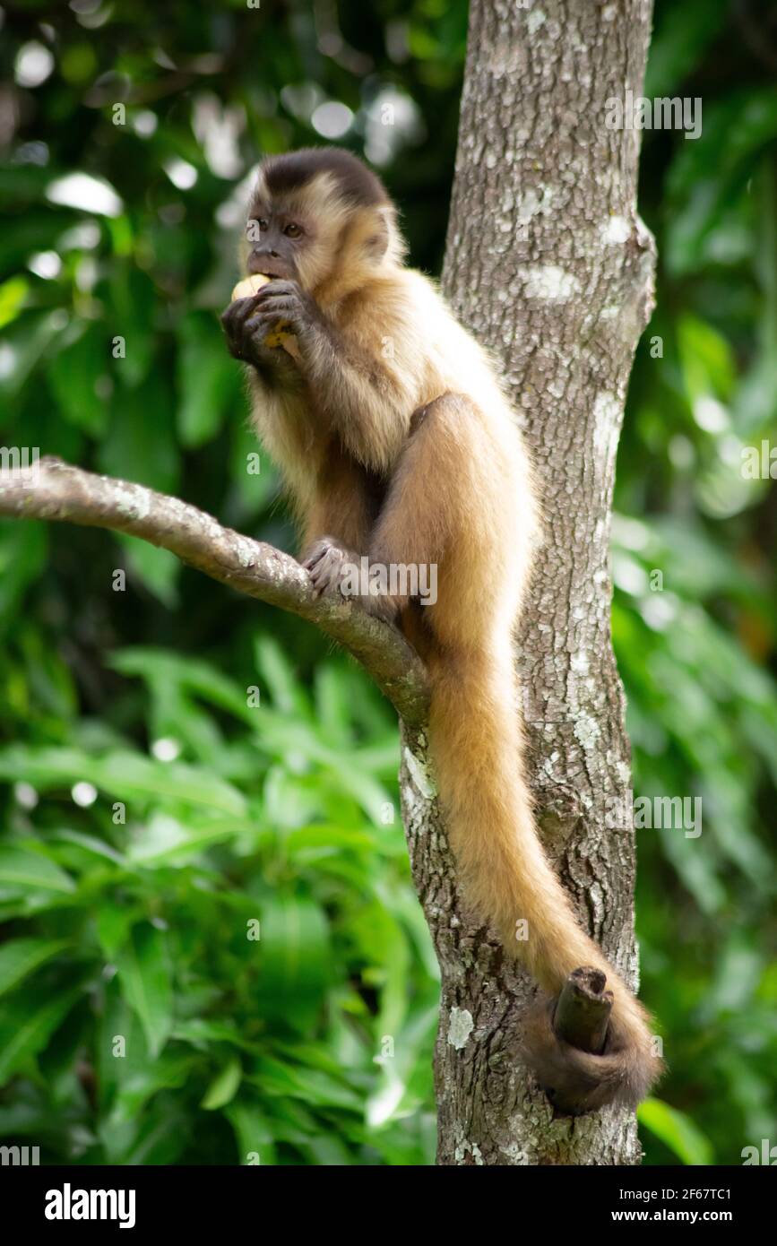 Capuchin monkey in the jungle Stock Photo - Alamy