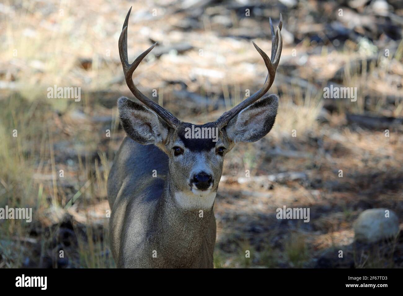 Colorado wildlife hi-res stock photography and images - Alamy