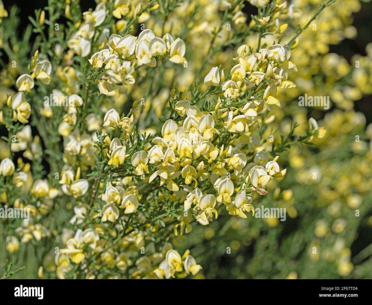 Flowering broom, Cytisus scoparius, in spring Stock Photo - Alamy