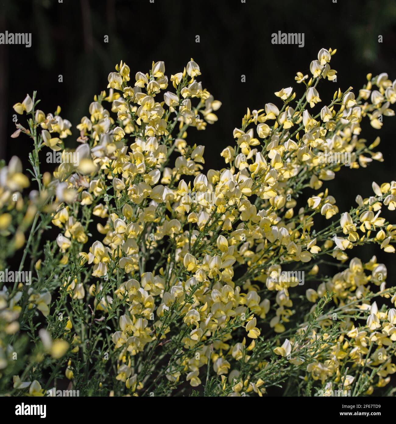 Flowering broom, Cytisus scoparius, in spring Stock Photo - Alamy