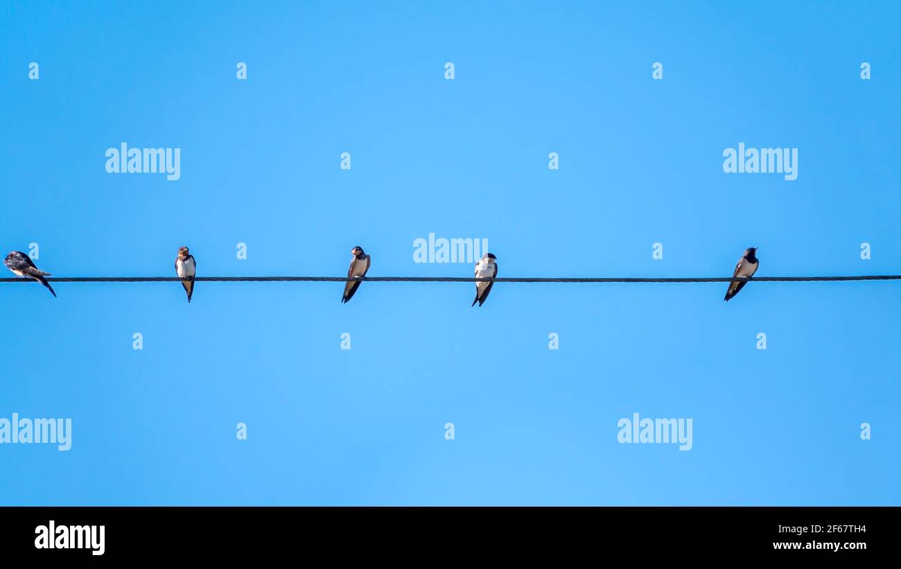 Group of swallows sitting on wires. Swallows sit on the electric wire ...