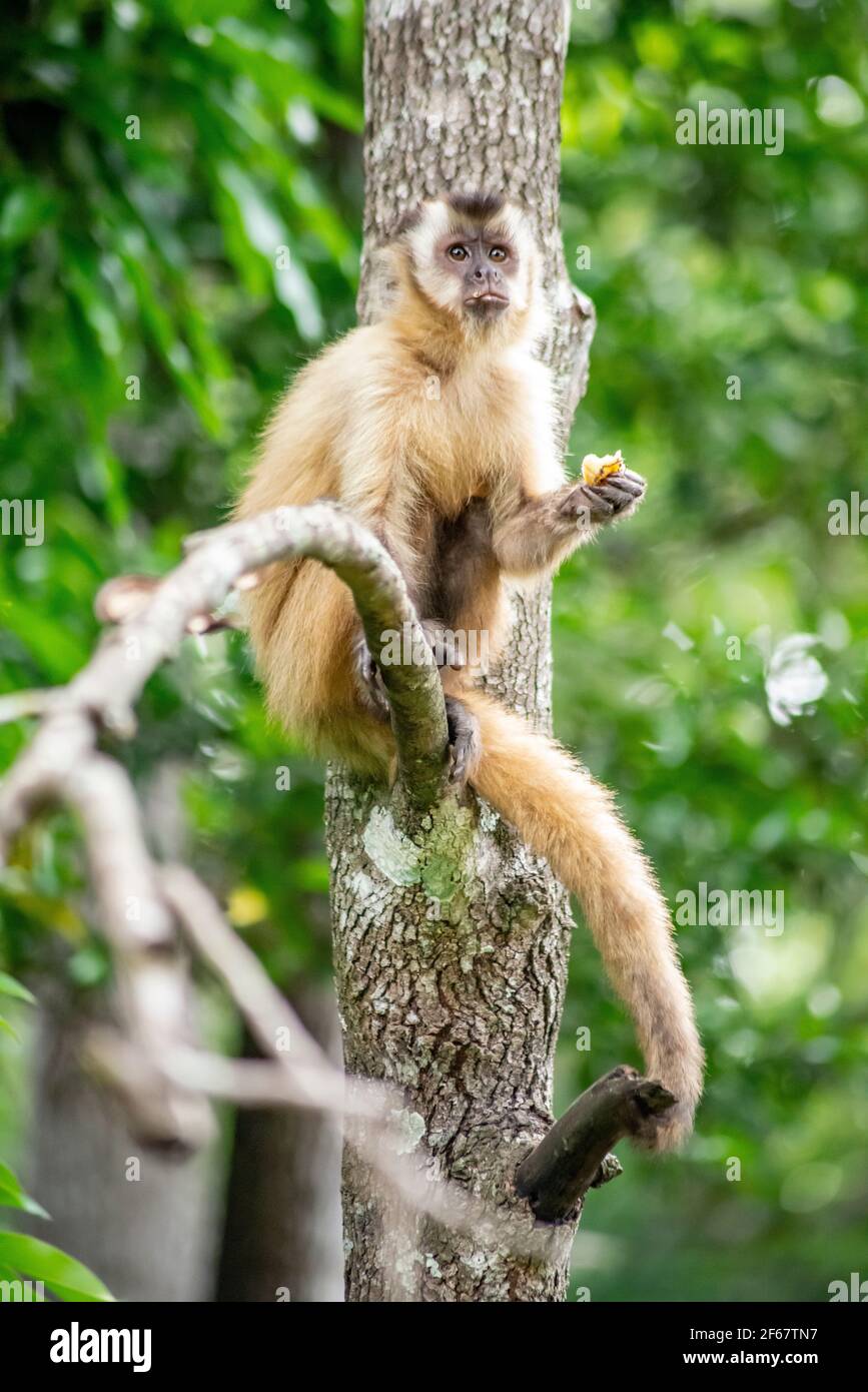 Capuchin monkey in the jungle Stock Photo - Alamy