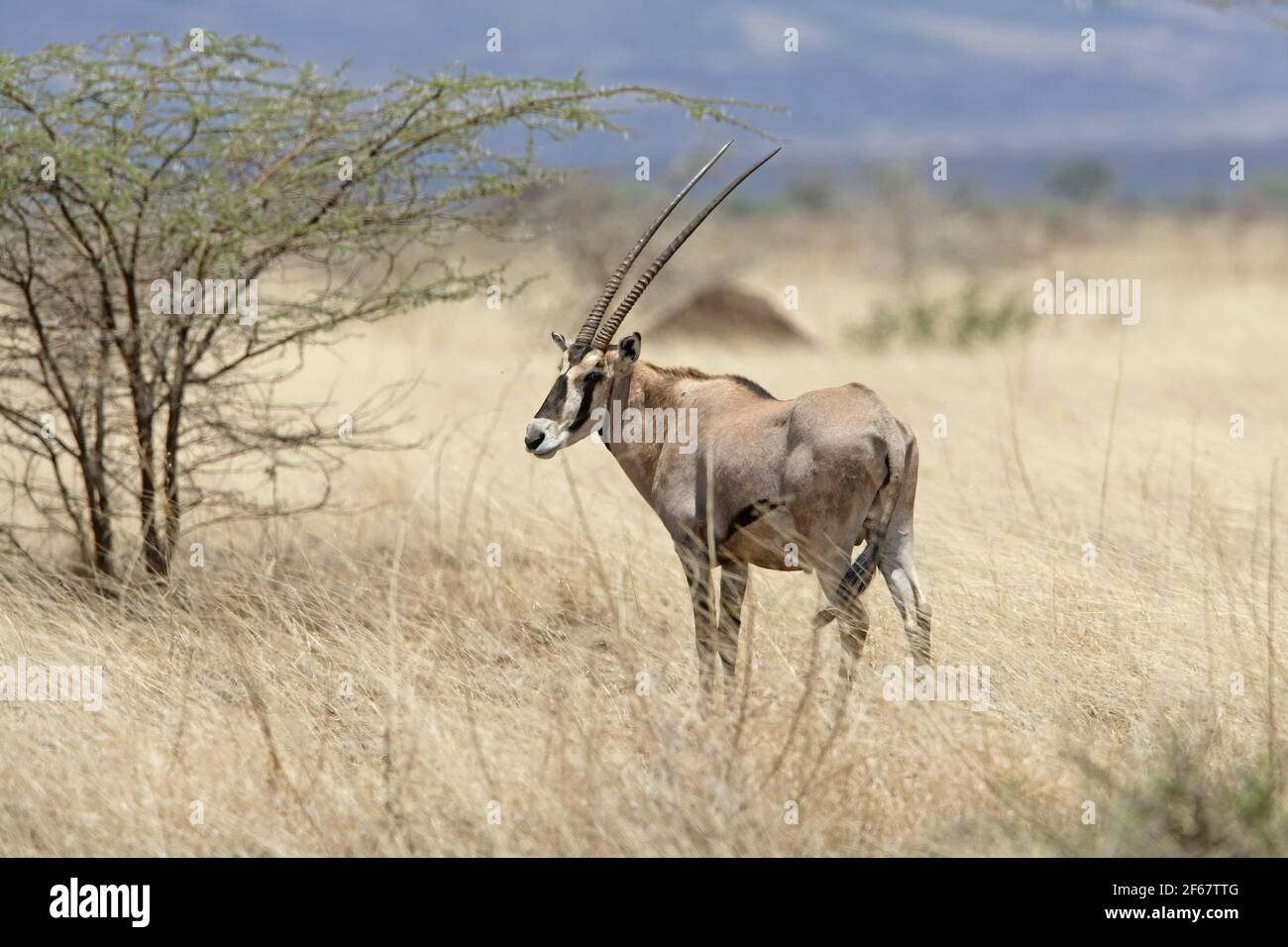 Awash national park africa ethiopia hi-res stock photography and images ...