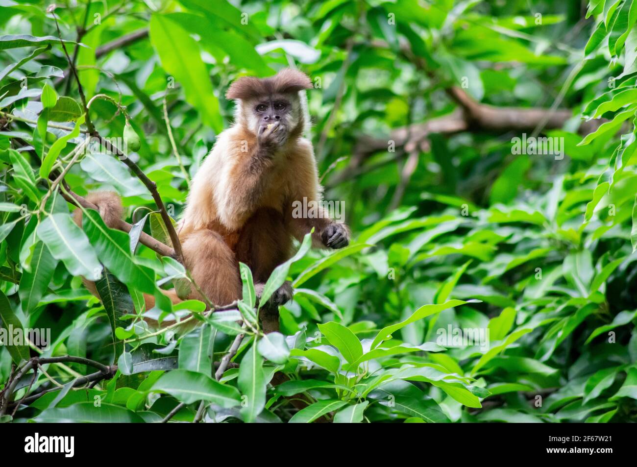 Capuchin monkey in the jungle Stock Photo - Alamy