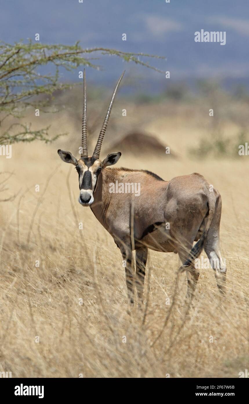 Ethiopia awash hi-res stock photography and images - Alamy