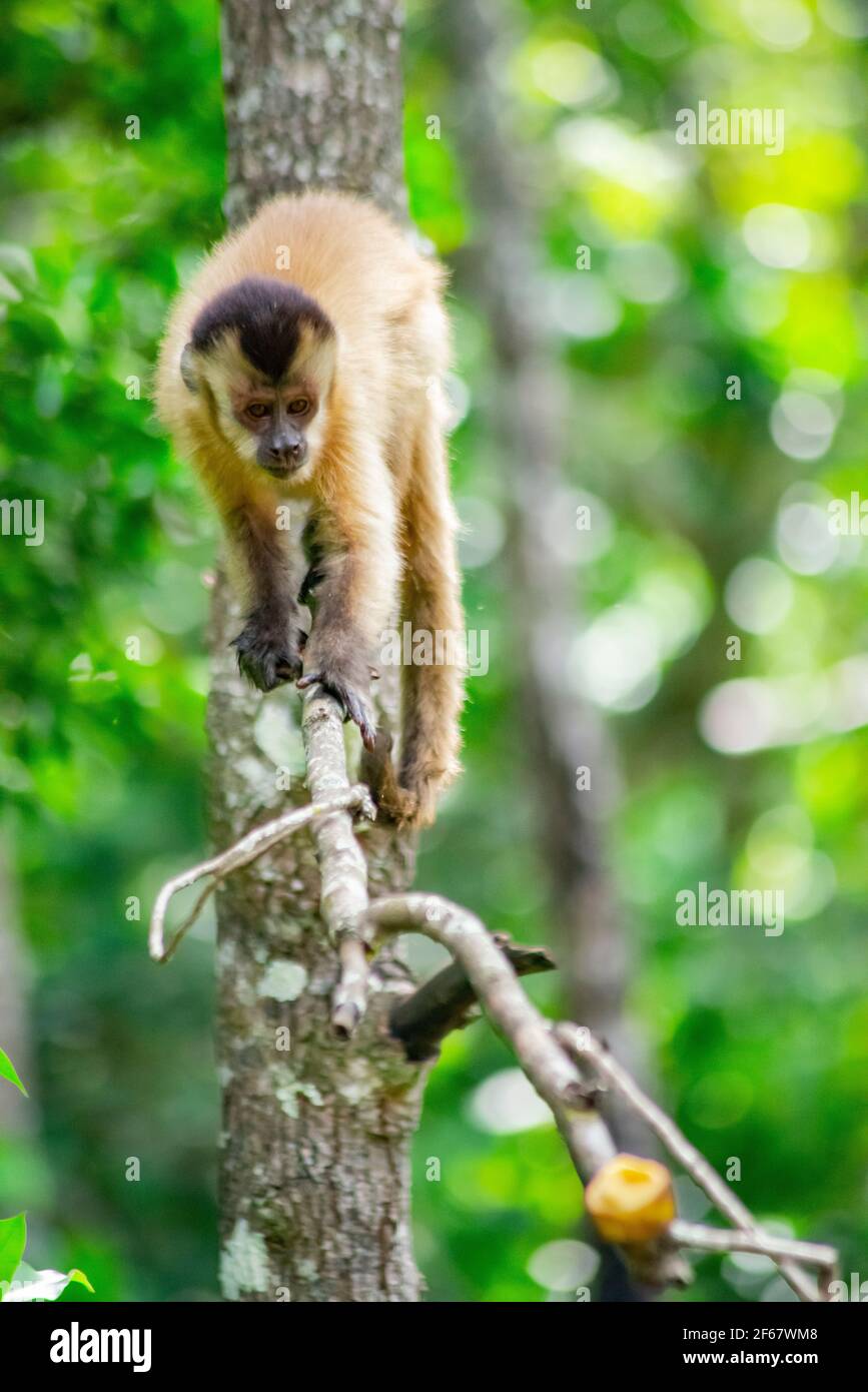 Rainforest capuchin cute hi-res stock photography and images - Alamy