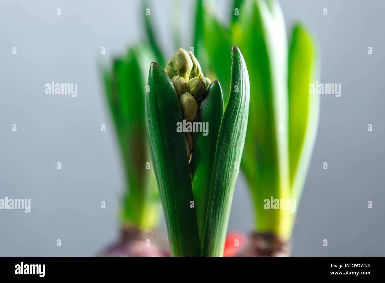 Hyacinth sprouts in plastic pots. Flower seedlings in plastic ...
