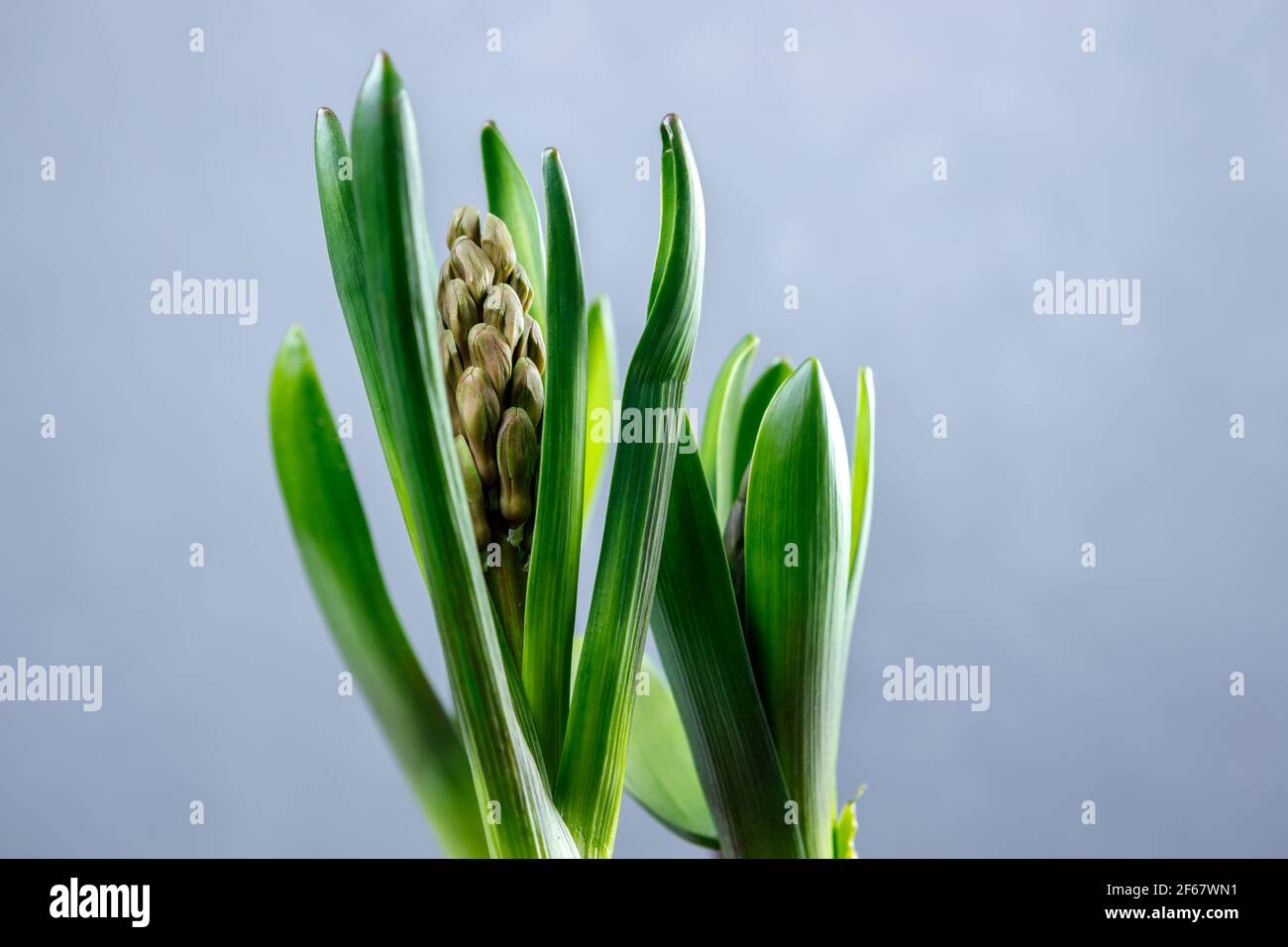 Hyacinth sprouts in plastic pots. Flower seedlings in plastic ...