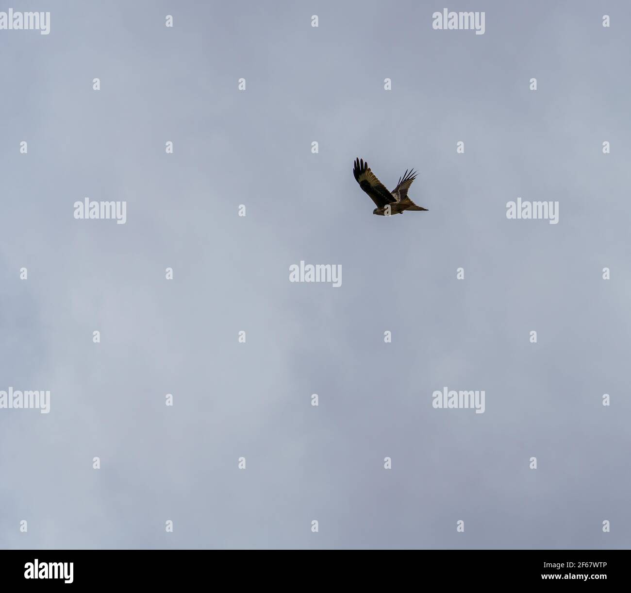 a red kite with outstretched wings soaring on air currents Stock Photo ...