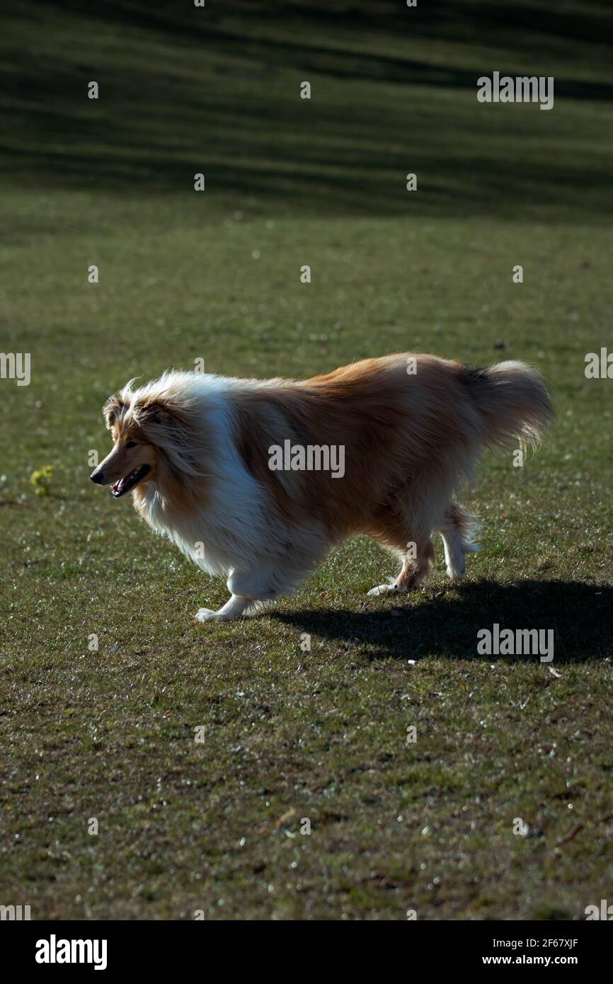 Photo of a lessie hi-res stock photography and images - Alamy