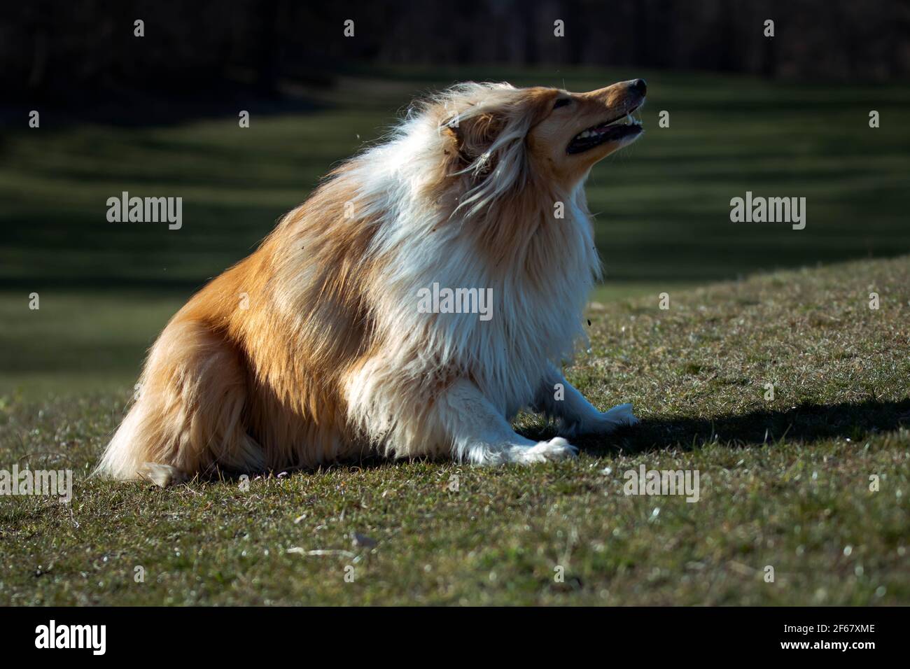 Photo of a lessie hi-res stock photography and images - Alamy