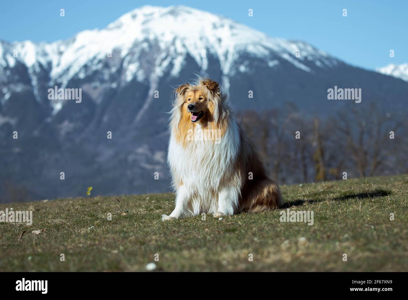 Photo Of A Lessie High Resolution Stock Photography and Images - Alamy