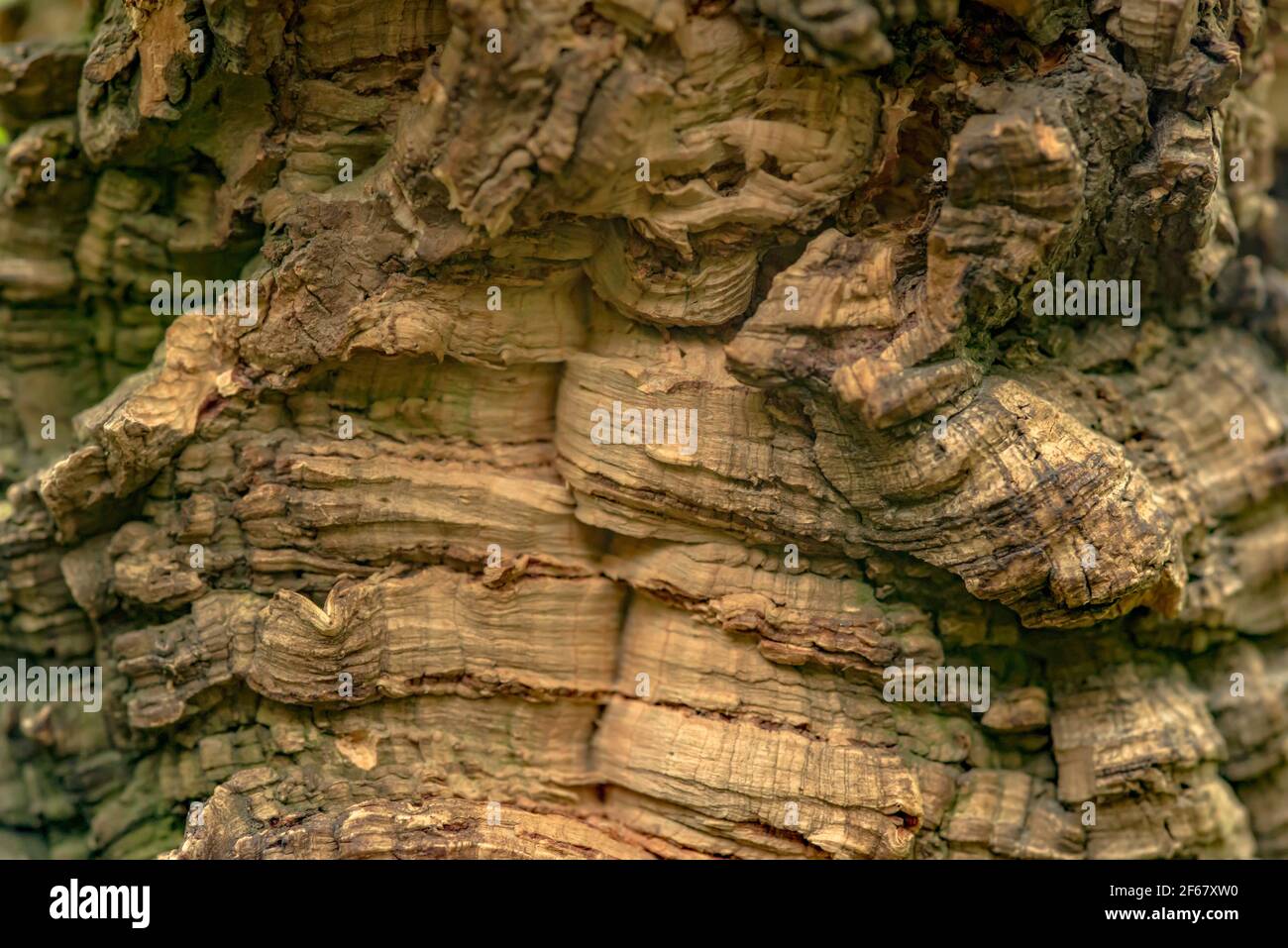 Balsa tree hi-res stock photography and images - Alamy