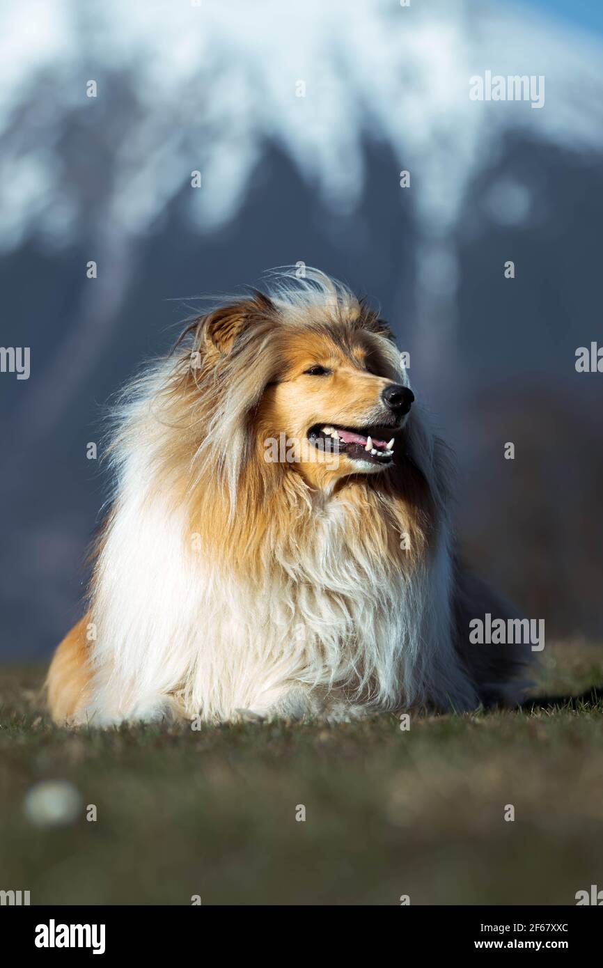 Goos lightning hi-res stock photography and images - Alamy