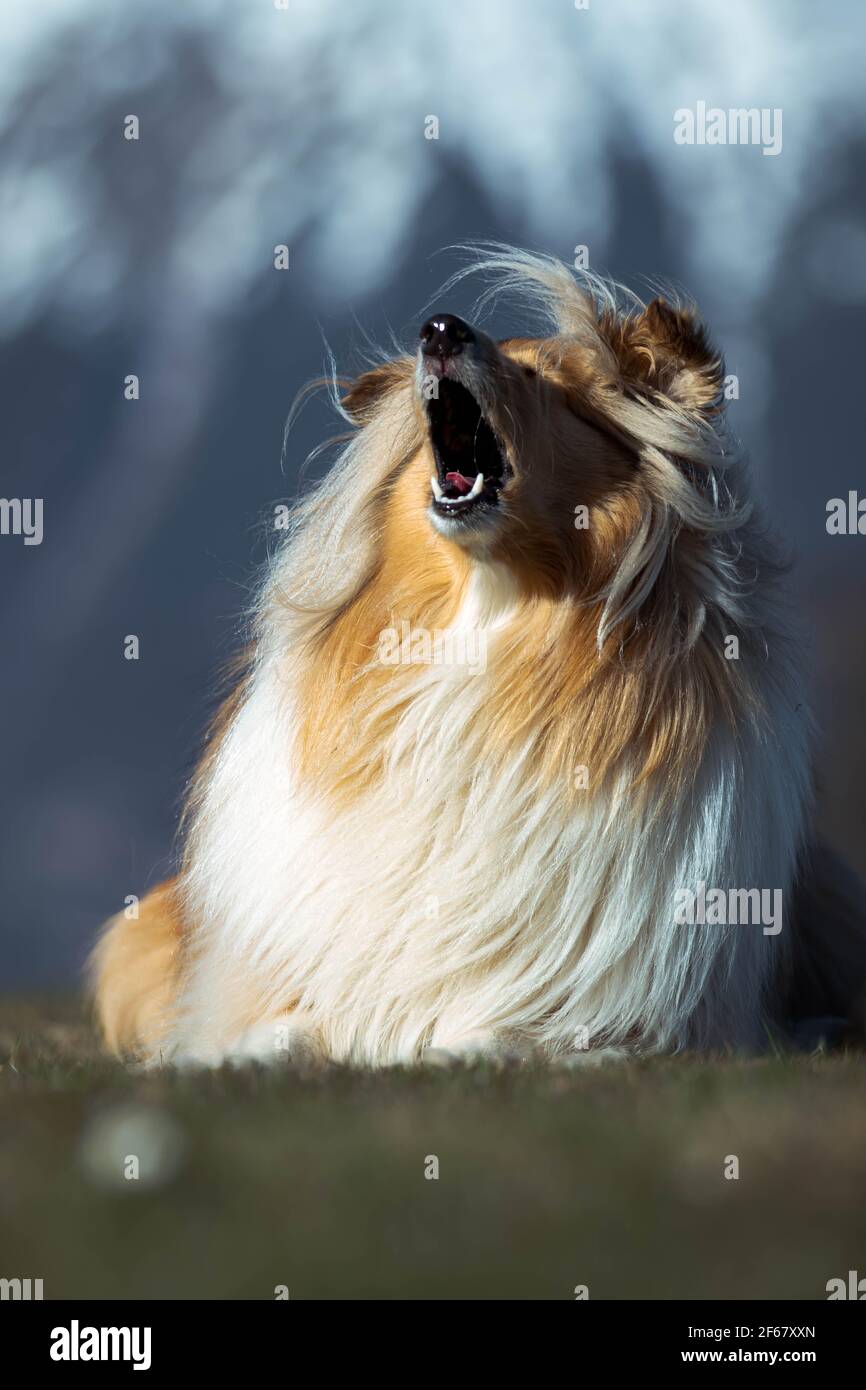 Photo of a lessie hi-res stock photography and images - Alamy