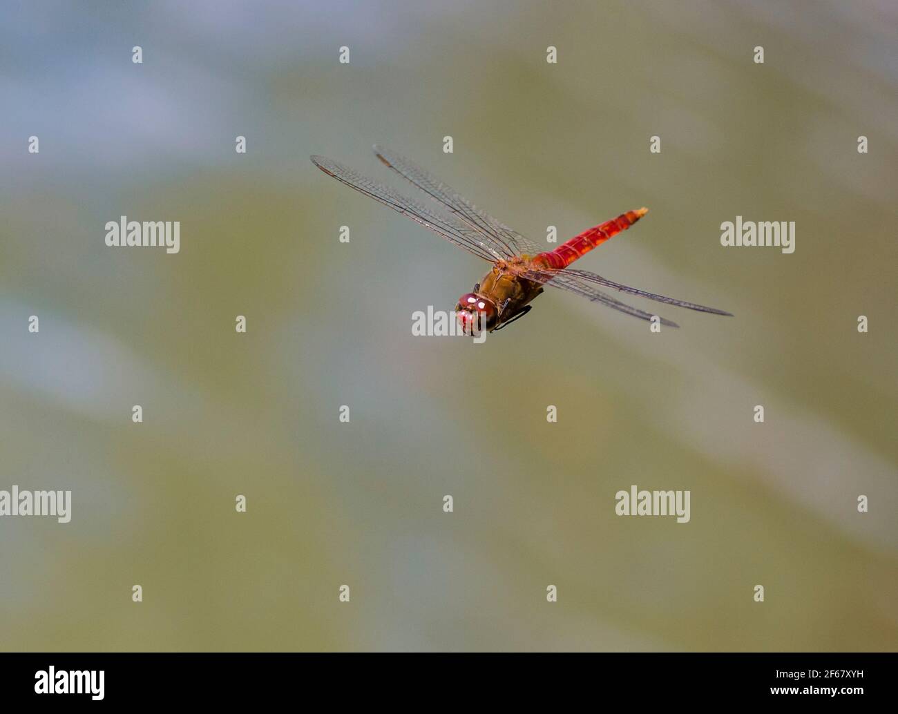 Red dragonfly in flight Stock Photo - Alamy